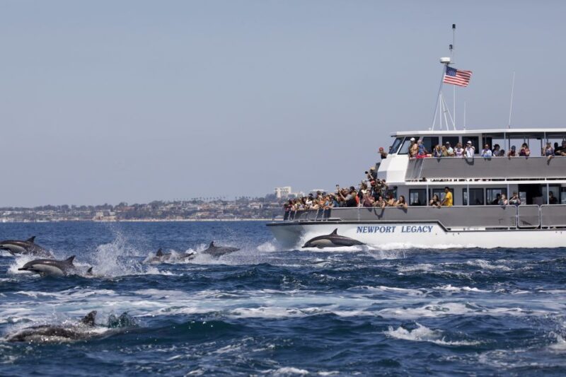 Newport Beach: Year-Round Whale Watching Cruise - FAQ