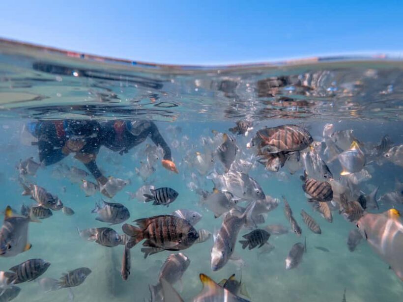 Newport: Moreton Island Snorkeling Tour with Lunch - What’s Included and What You Should Know