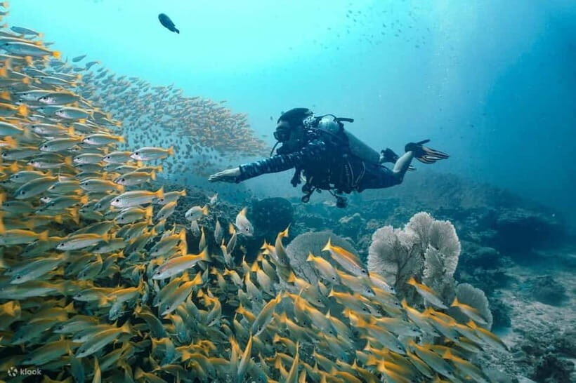Nha Trang: 3-Day Open Water Diving Course with Lunch - Final Thoughts