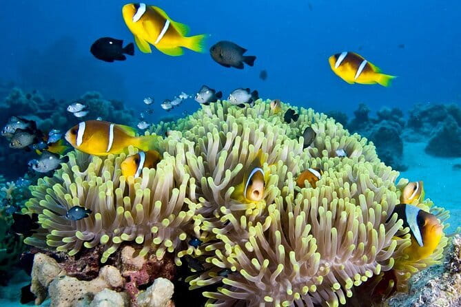 Nha Trang Bay Day Tour: Snorkeling, Fishing, BBQ Lunch & Relaxing - Key Points