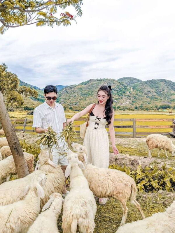 Nha Trang City Tour Hang Rai Coral Reef, Ninh Thuan Vineyard - Fun at Suoi Tien Sheep Field