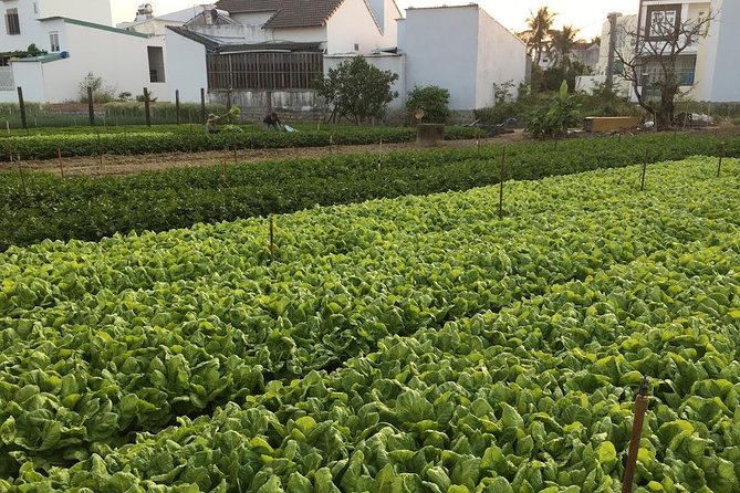 Nha Trang Cooking Class (visiting local market & countryside) - Why This Tour Offers Great Value