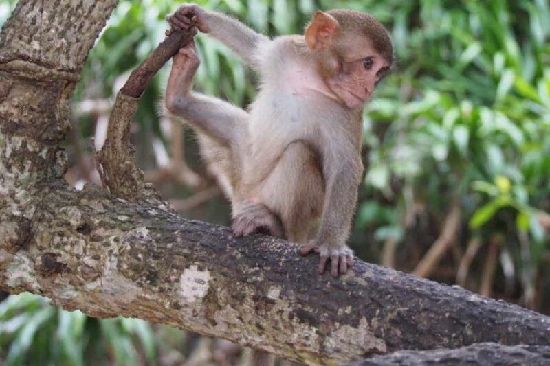 Nha Trang: Entry Ticket to Monkey Island - How Does the Ticket Work?