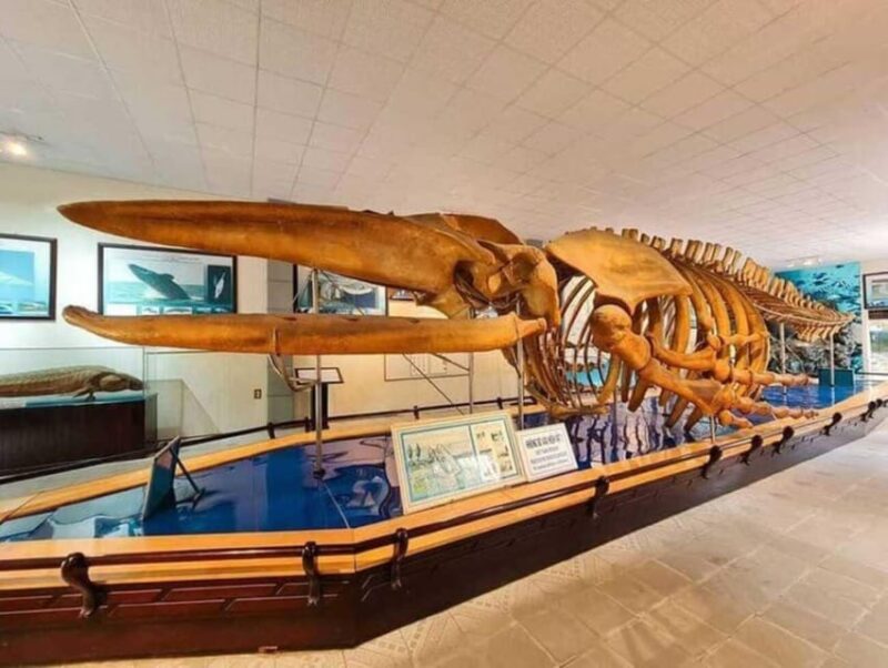 Nha Trang: Explore Nha Trang City in a Half-Day Tour - Why This Tour Works Well for Travelers