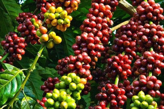 Nha Trang Exploring Tour To Da Lat - Authenticity and Reviews