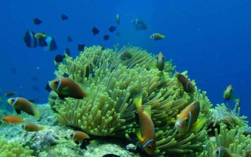 Nha Trang: Fantastic Tour w Snorkeling & BBQ at Mini Beach - Who Will Love This Tour?