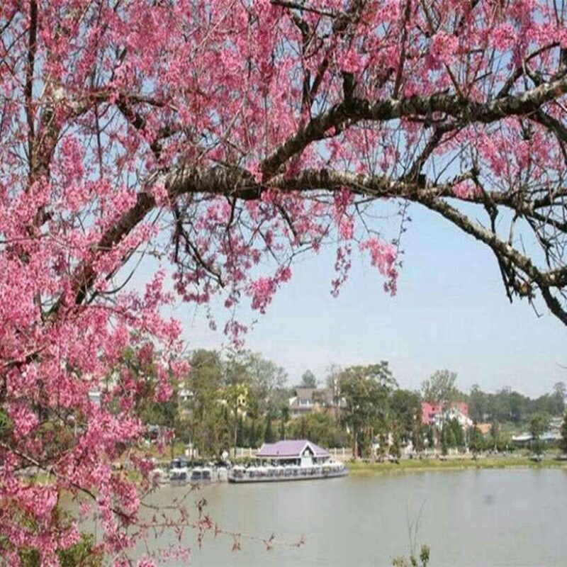 Nha Trang: Full of Discover Dalat City 2 Days Sightseeing - Itinerary Breakdown: Day 1 — En Route to Da Lat