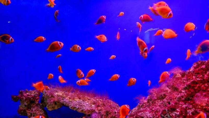 Nha Trang: Half-Day City Tour with Local Lunch - The Sum Up