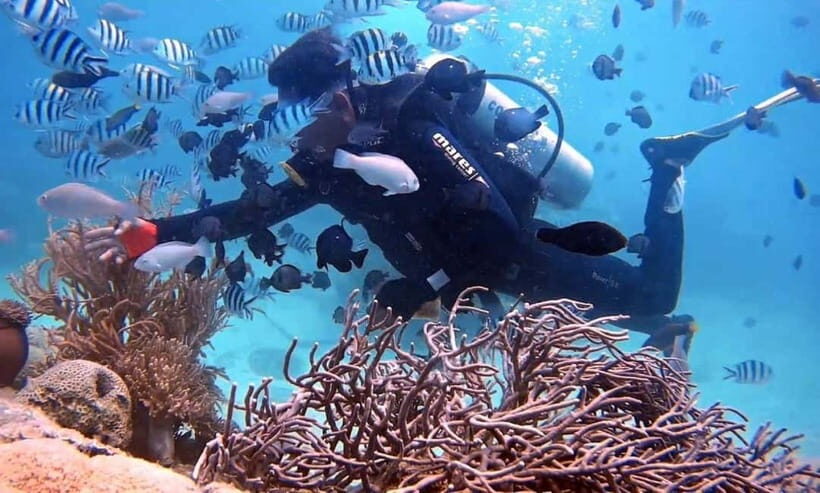 Nha Trang: Hon Mun Island Scuba Diving with Buffet Lunch - Key Points