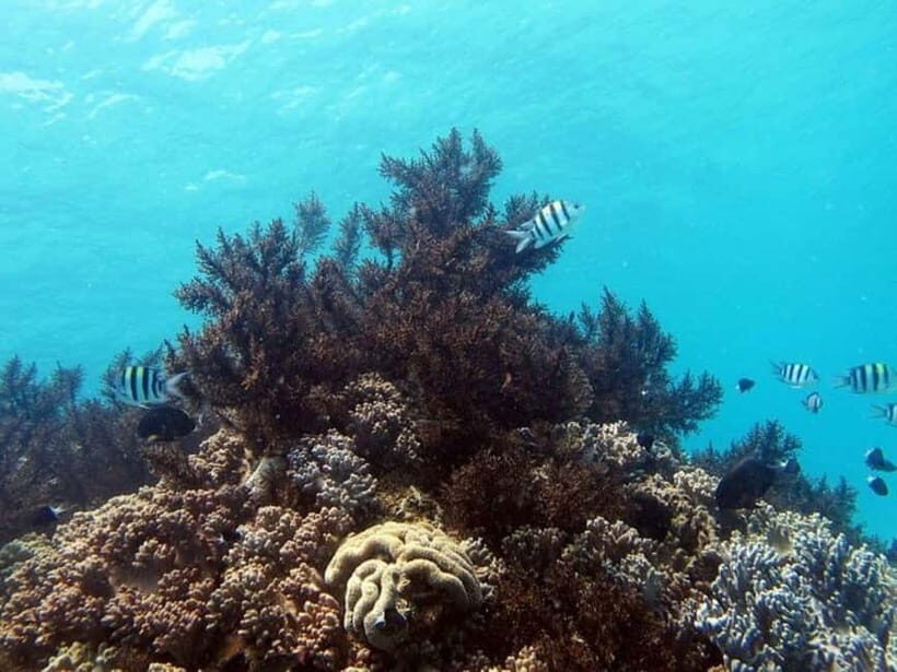 Nha Trang: Hon Mun Island Scuba Diving with Buffet Lunch - Who Will Love This Experience?