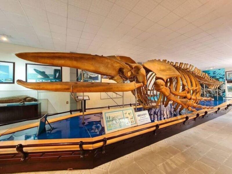 Nha Trang Private Half-Day City Tour - Authentic Experiences and Authenticity