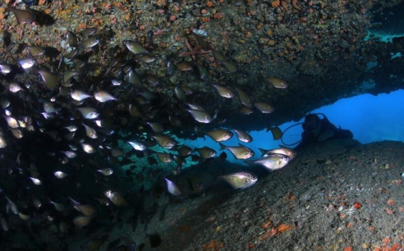 Nha Trang: Scuba Diving Experience for Non-Certified Divers - A Detailed Look at the Itinerary