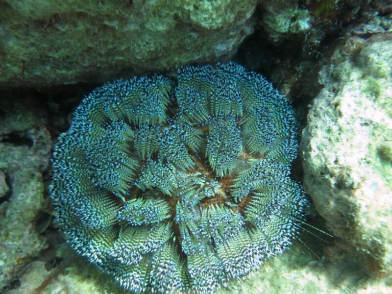 Nha Trang: Scuba Diving Experience for Non-Certified Divers - What the Experience Includes and What to Keep in Mind