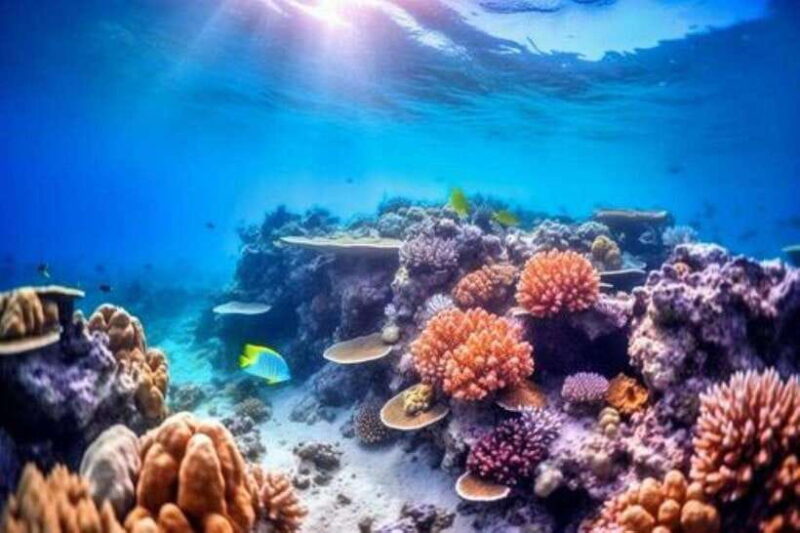 Nha Trang: Sea Walking To Discover Coral Reef - How the Itinerary Shapes Up