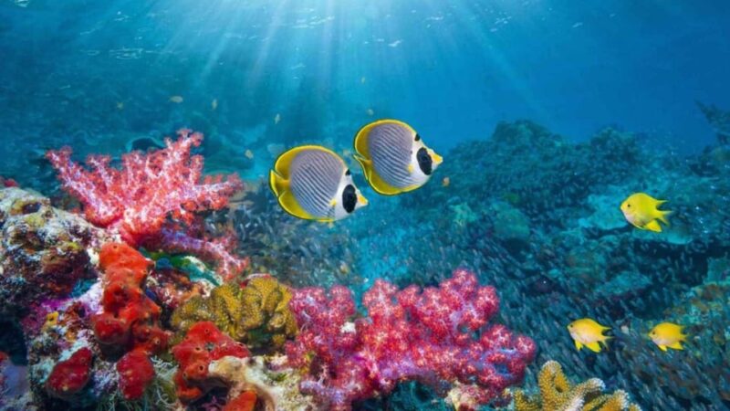 Nha Trang: Snorkeling, Lunch, and Mini Beach - Authentic Experiences and Genuine Value