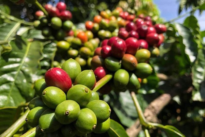 Nha Trang To Dalat Or Vice Versa - One Day - FAQ