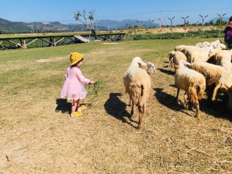 Nha Trang: Top Site of Phan Rang Sand Hill & Cham Tower - FAQ