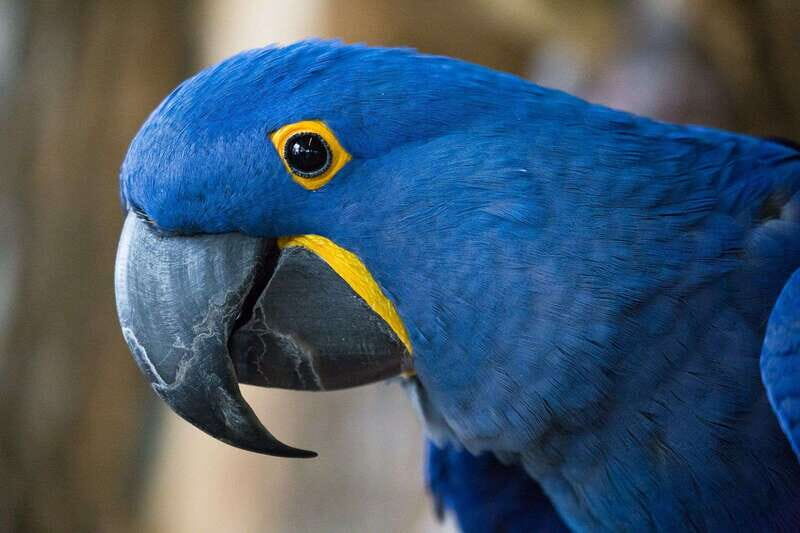 Niagara Falls, Canada: Bird Kingdom Entry Ticket - Key Points