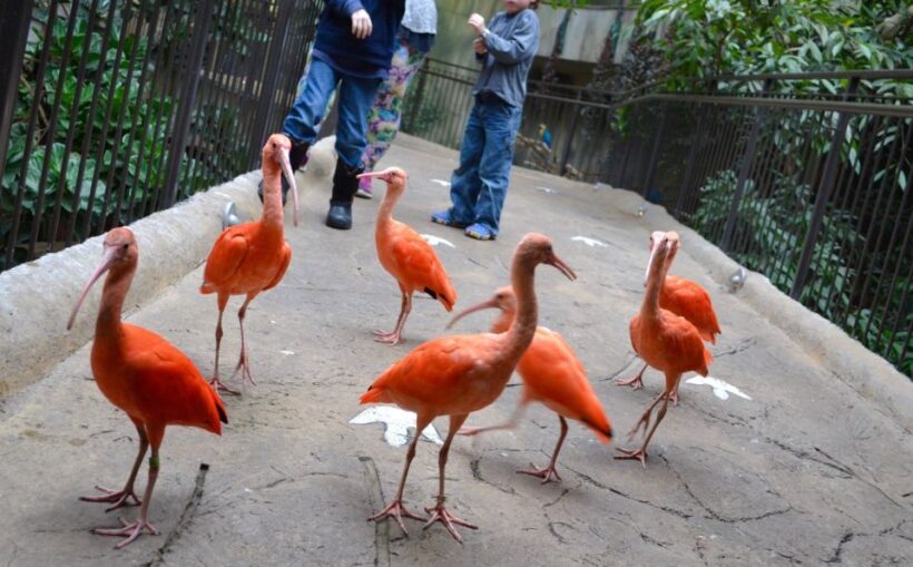 Niagara Falls, Canada: Bird Kingdom Entry Ticket - The Sum Up