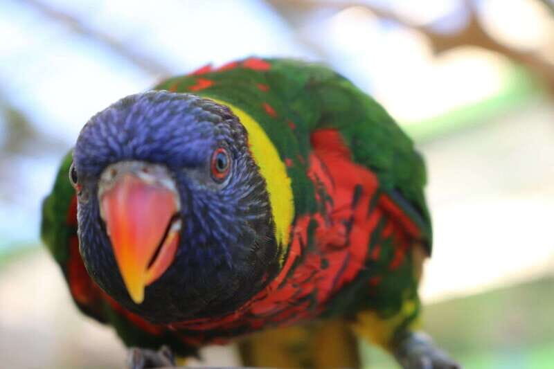 Niagara Falls, Canada: Bird Kingdom Entry Ticket - FAQ