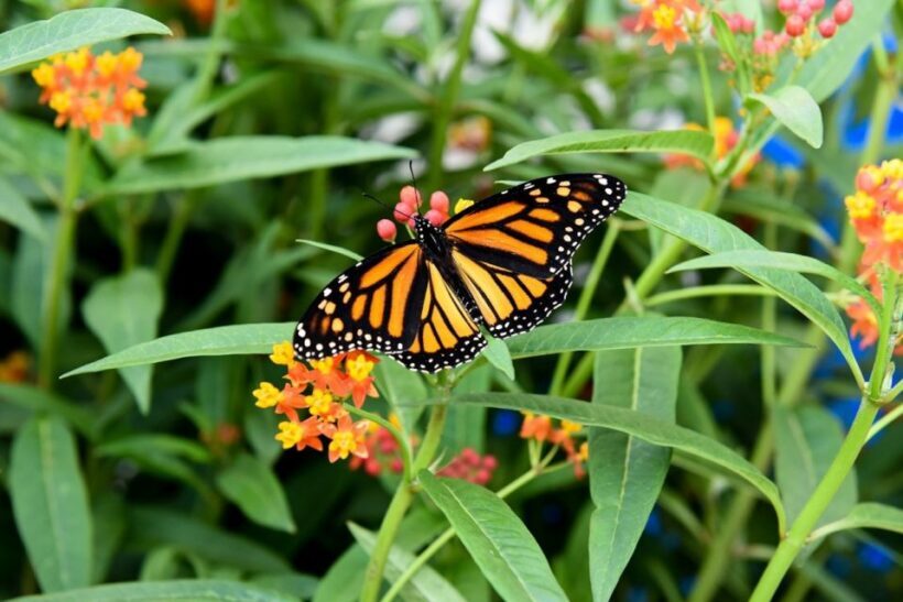 Niagara Falls, Canada: Butterfly Conservatory Admission - A Deeper Dive into the Butterfly Conservatory Experience