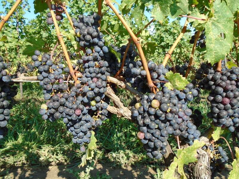 Niagara Falls, Canada: Full-Day Private Winery Tour - The Itinerary: What to Expect From Start to Finish