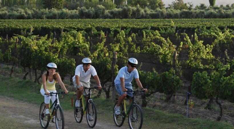 Niagara-on-the-Lake: Bicycle Tour with Wine Tasting - Who Should Consider This Tour?