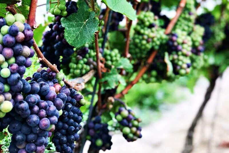 Niagara-on-the-Lake: Half-Day Wine, Beer & Charcuterie Tour - The Sum Up: Your Tasting Ticket to Niagara
