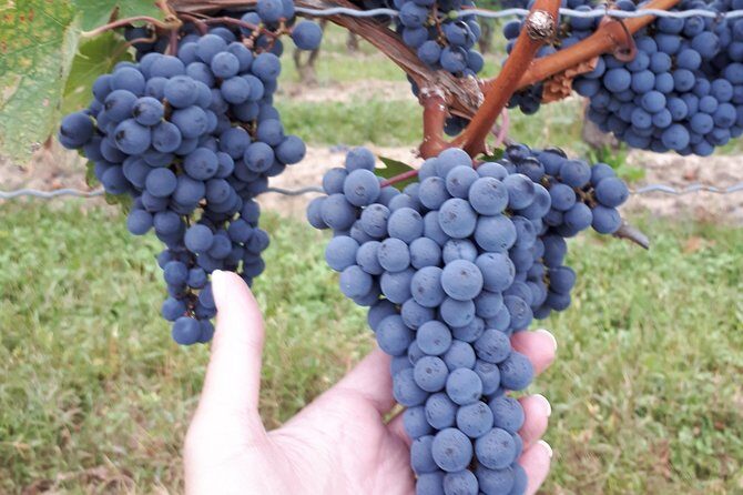 Niagara-on-the-Lake Wine Aft Tour with Cheese from Niagara Falls - Who Will Love This Tour?