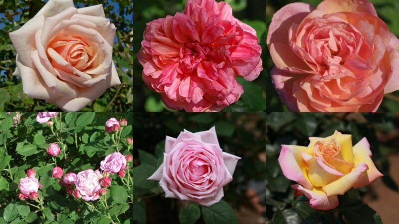 Nice: Medieval Villages Full-Day Guided Trip - The Sum Up: Who Will Love This Tour?