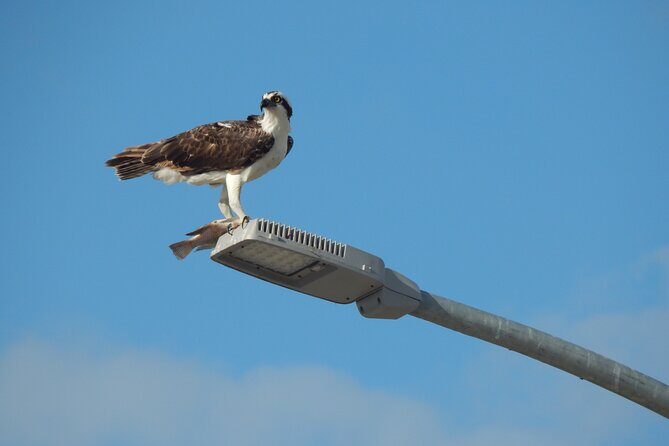 Nichupte Lagoon Wildlife Tour - Final Thoughts: The Value of a Quiet Wildlife Escape