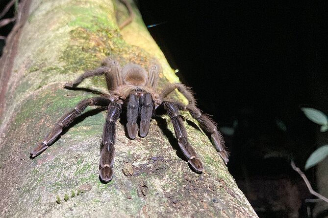 Night Adventures in Monteverde - Key Points