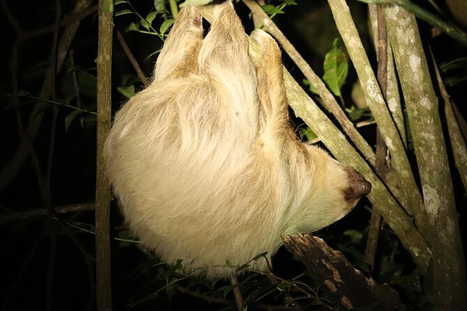 Night Adventures in Monteverde - Tour Experience
