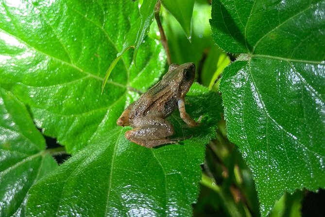 Night Adventures in Monteverde - Recommendations and Tips