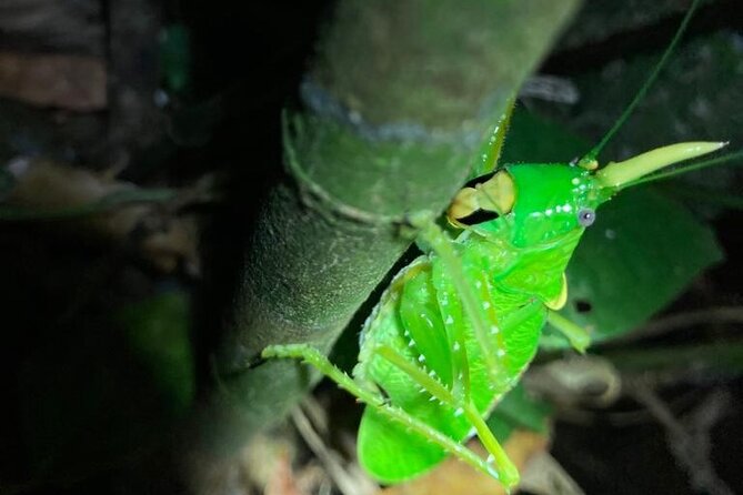 Night Adventures in Monteverde - Additional Offerings