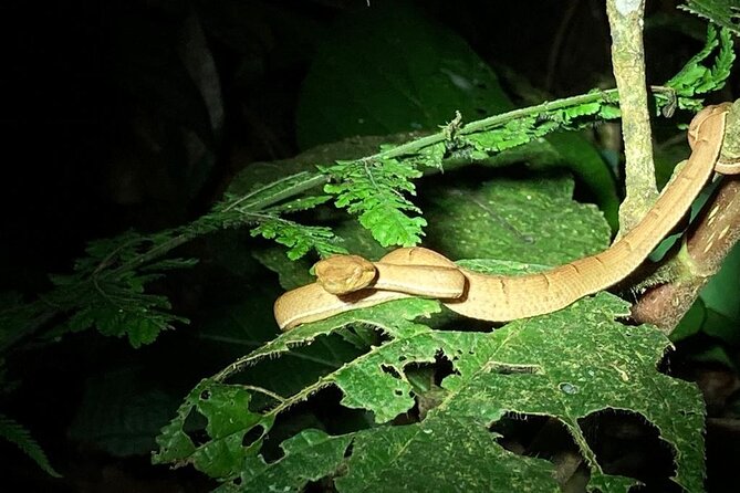 Night Adventures in Monteverde - Unique Experiences