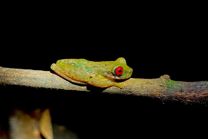 Night Adventures in Monteverde - Local Guides and Expertise