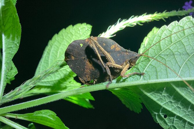 Night Adventures in Monteverde - Sustainable Tourism Practices