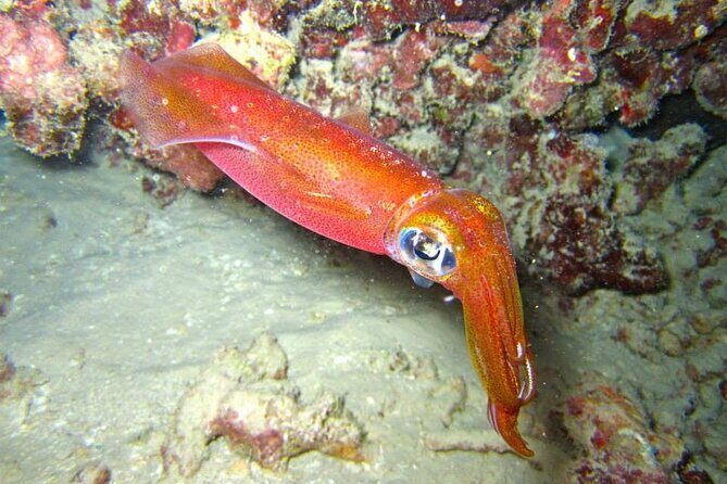 Night Dive Adventure in Oahu - What to Expect from the Night Dive Adventure