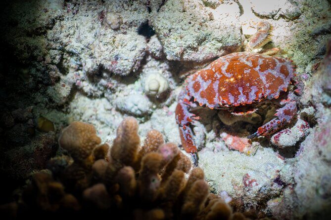 Night Dive Adventure in Oahu - The Sum Up