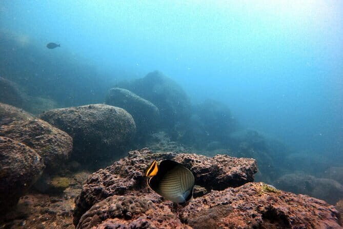 Night Diving in Negombo - Key Points