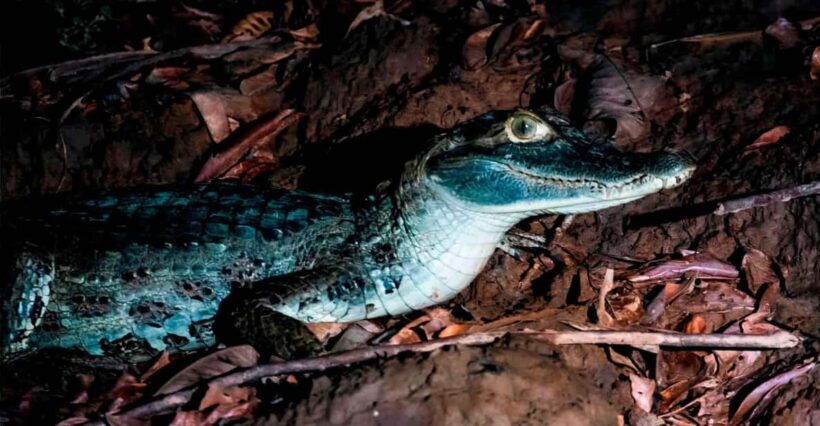 Night Excursion Search for Alligators | Tambopata River - A Deep Dive into the Experience
