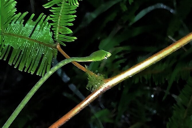 Night Froggy Adventure at Kubah National Park - Key Points