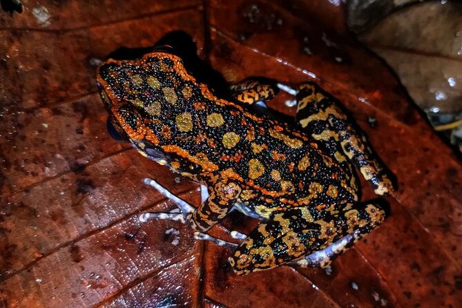 Night Froggy Adventure at Kubah National Park - What to Expect and Tips for Participants