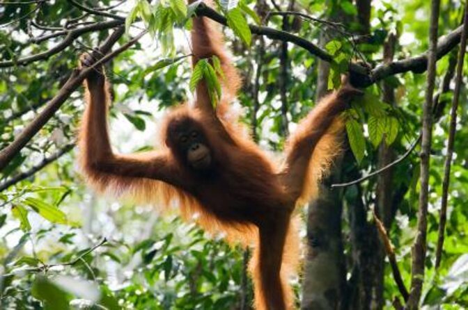 Night Frogs Tour at Kubah National Park - Practical Tips for Future Participants