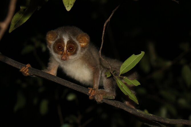 Night Hike to see Elusive & Rare Loris in Sigiriya - Introduction