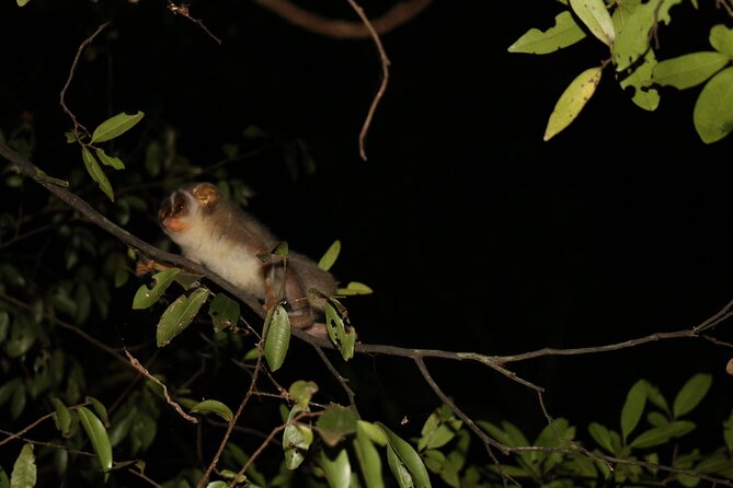 Night Hike to see Elusive & Rare Loris in Sigiriya - Who Should Book This Tour?