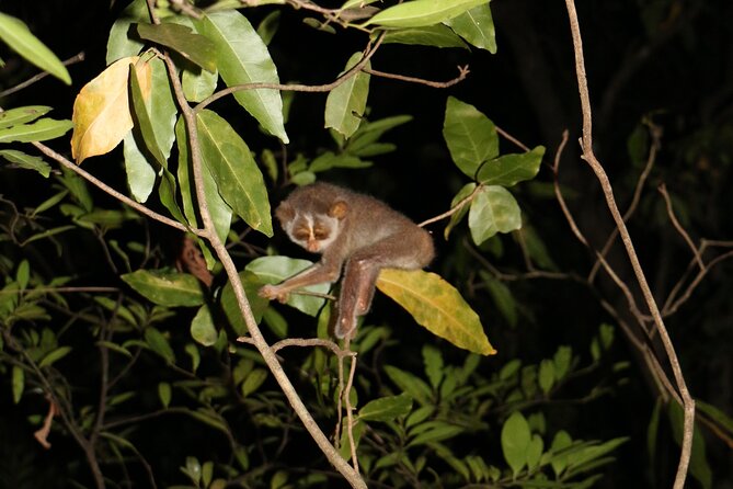 Night Hike to see Elusive & Rare Loris in Sigiriya - FAQs