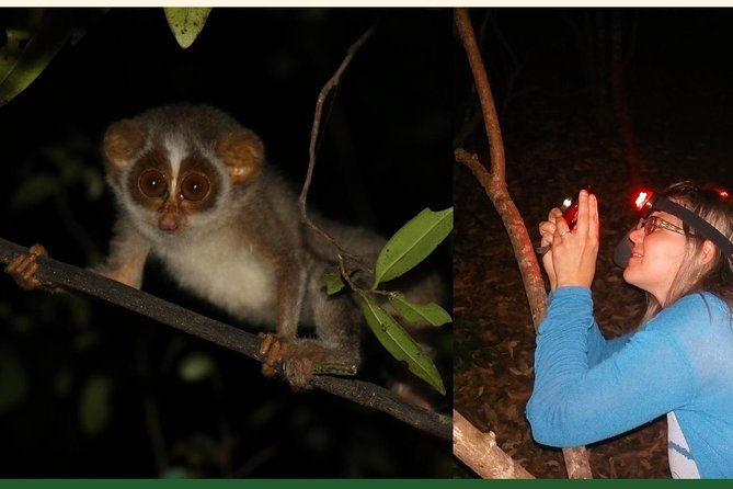 Night Hike to see Elusive & Rare Loris in Sigiriya - Final Thoughts