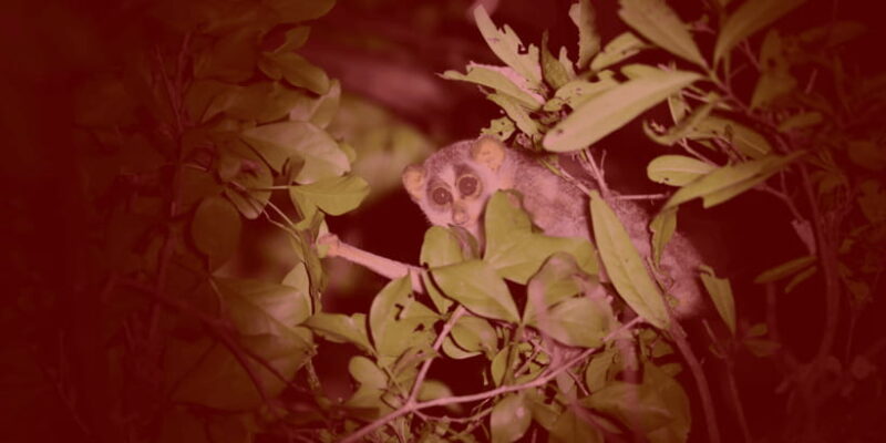 Night Hike to see Elusive & Rare Loris in Sigiriya - Key Points
